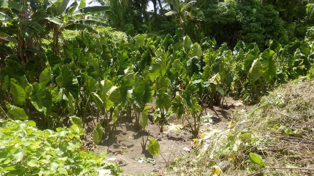 AGROBIODIVERSITY IN TUVALU – THREATS AND SOLUTIONS | Biodiversity ...