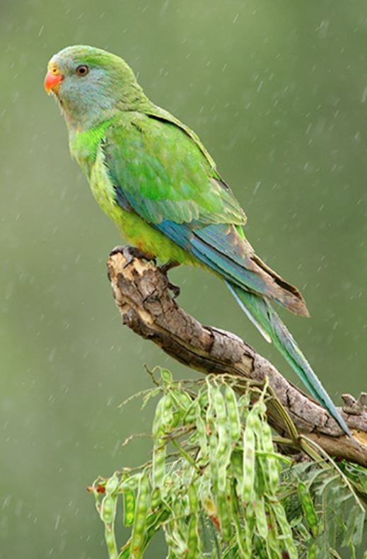 Keeping the Superb Parrot fed in the Riverina | Biodiversity Conservation