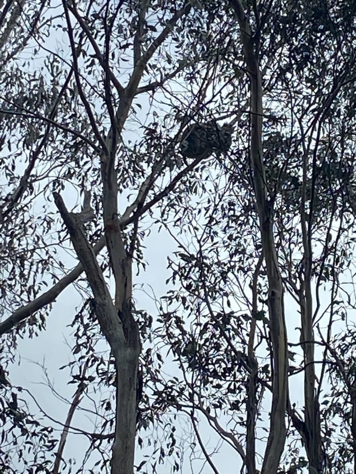 High koala-ty monitoring program informs management of endangered ...