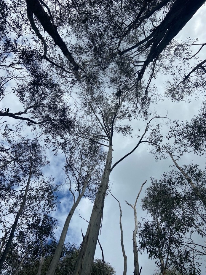 High koala-ty monitoring program informs management of endangered ...