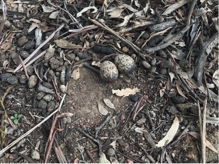 The Bush Stone-Curlew – Reintroduction conservation at Mulligans Flat ...